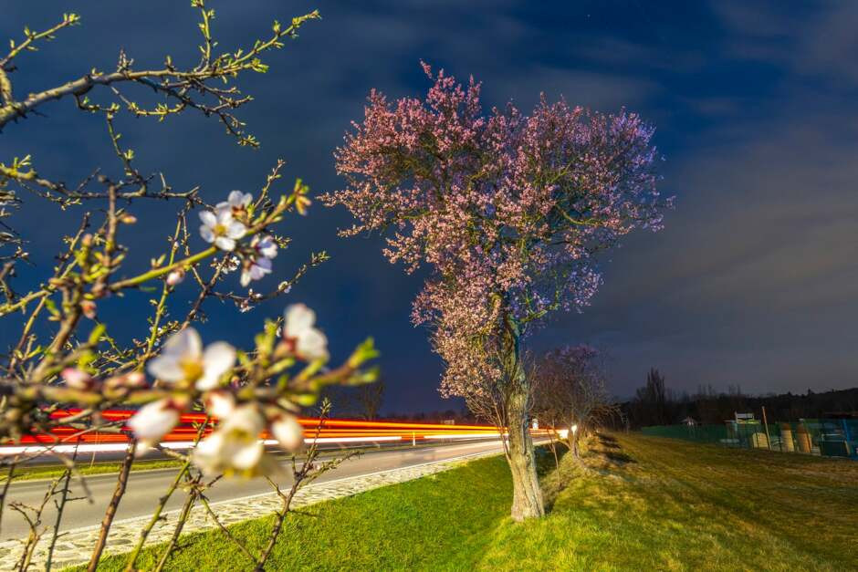 Már virágba borult a híres balatongyöröki mandula sor