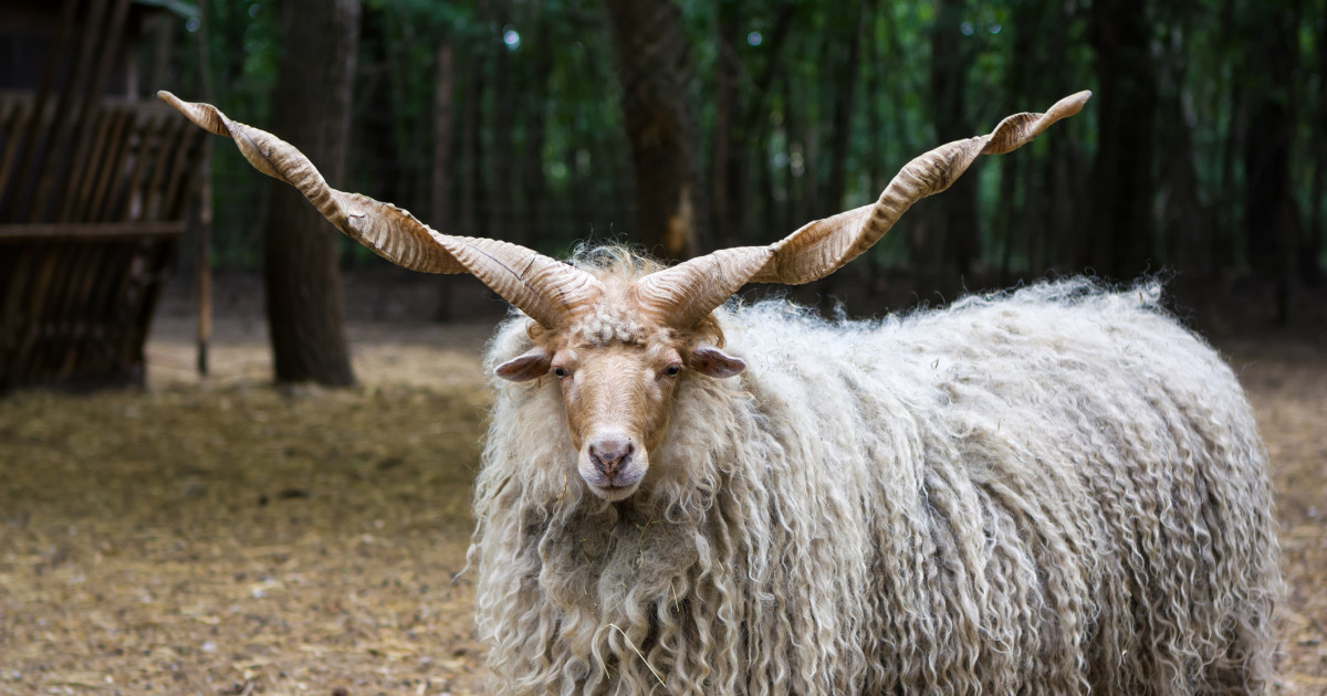 A magyar racka juh - minden, ami magyar