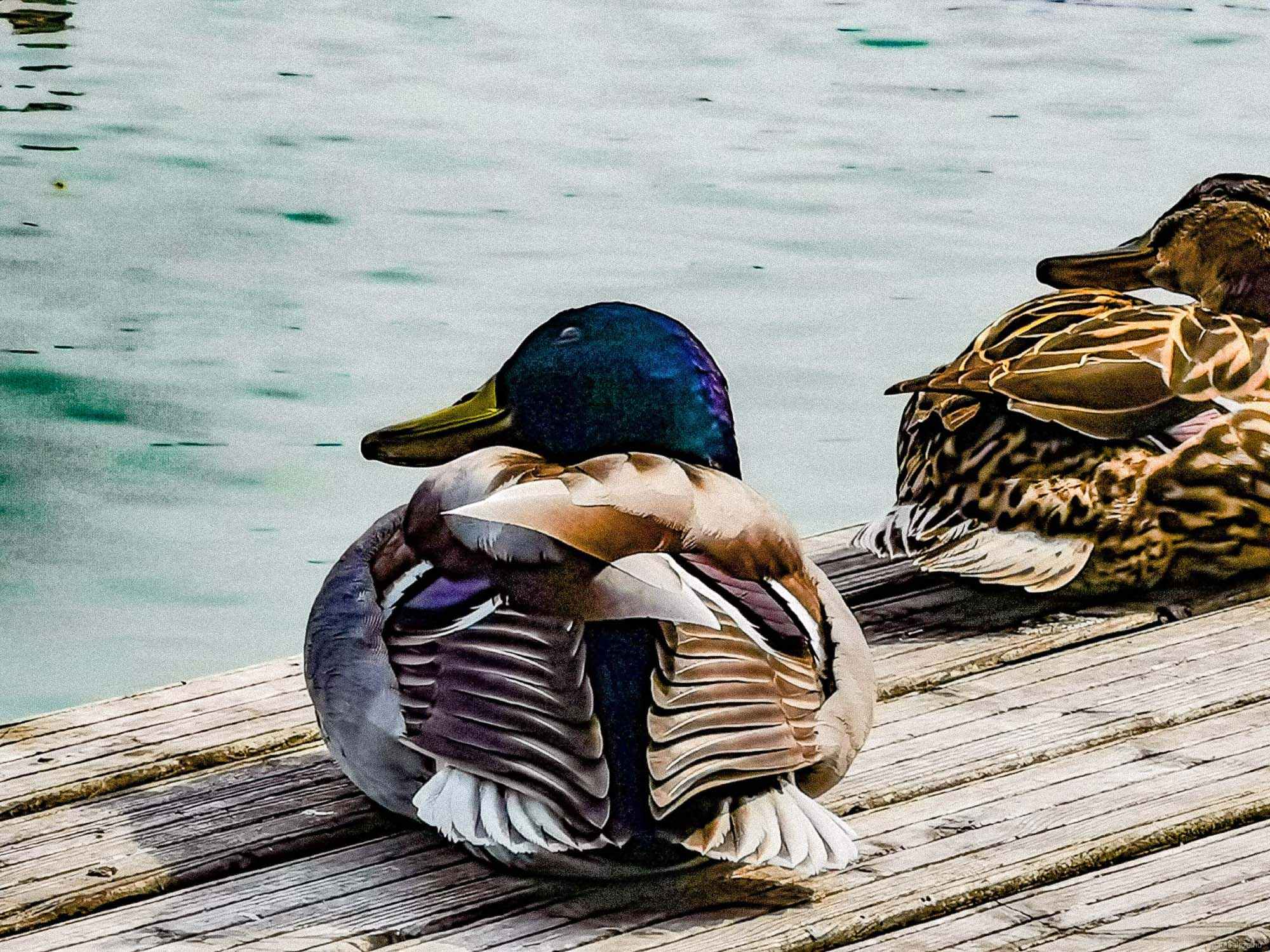 Tagore sétány, Balatonfüred 10. kép