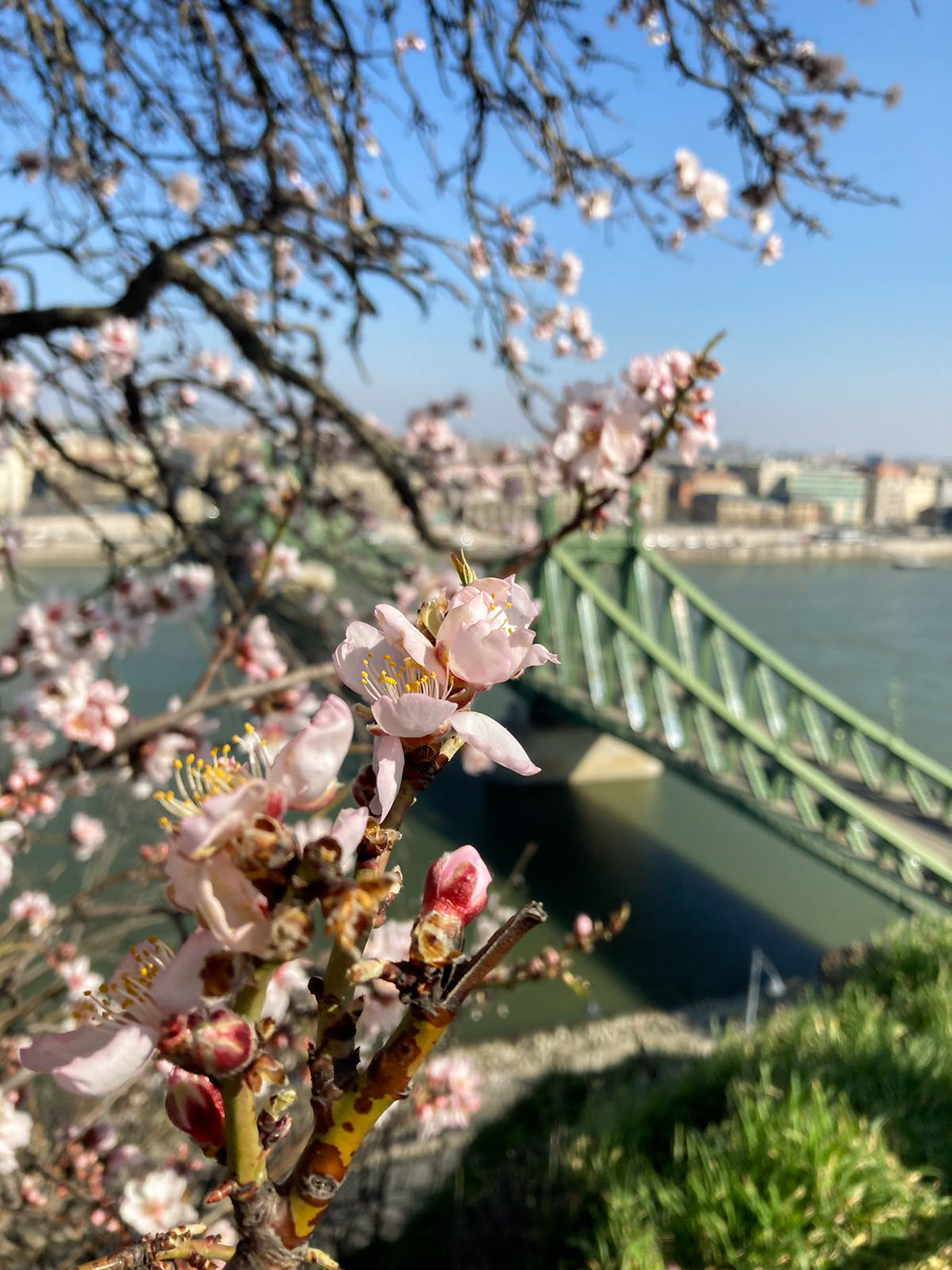 Virágba borult Magyarország legszebb fája, a Gellért-hegyi mandulafa (2024)